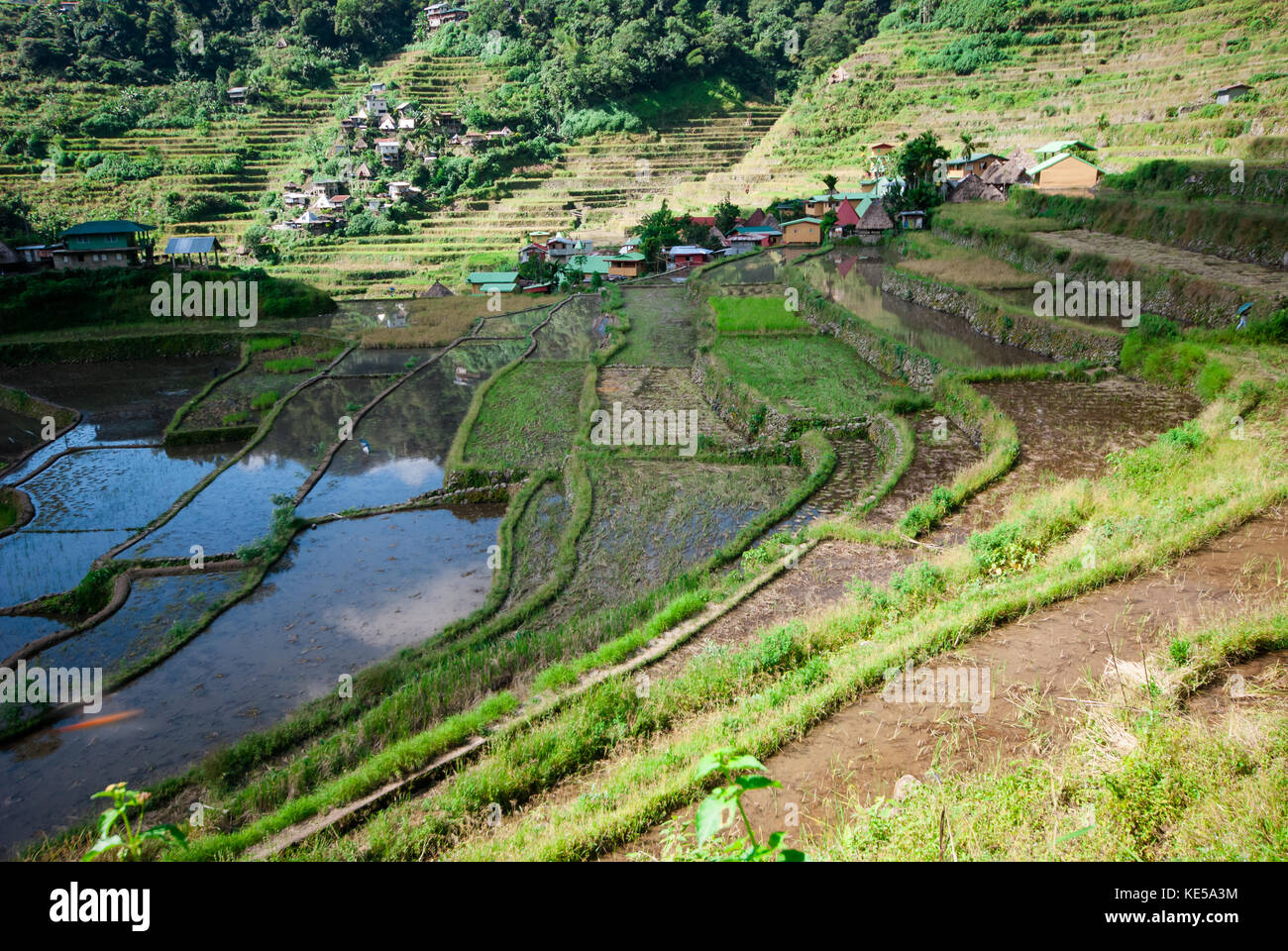 Batad Rice terraces, Banaue, Ifugao, Philippines Stock Photo - Alamy