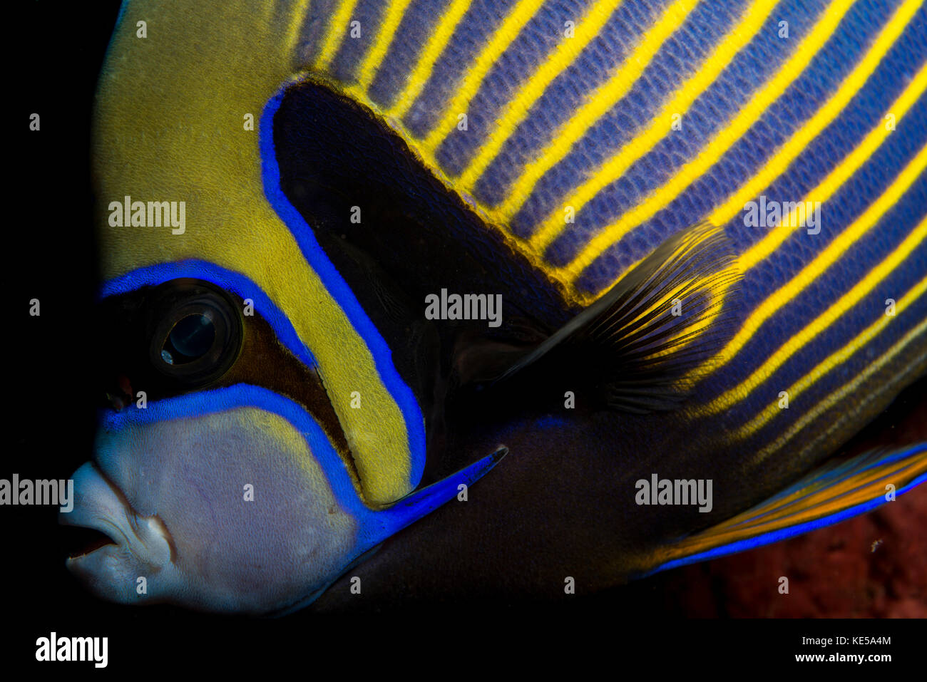 An emperor angelfish Stock Photo - Alamy