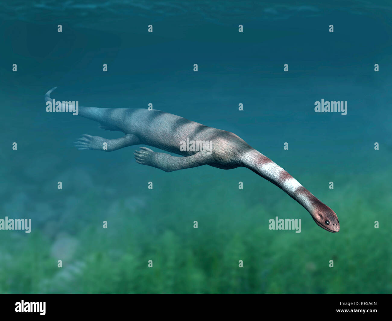 Aquatic reptile hi-res stock photography and images - Alamy