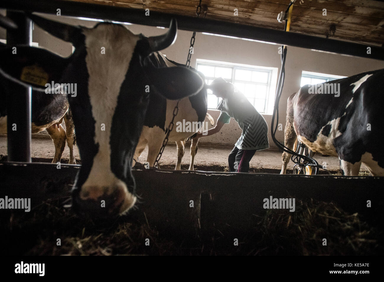 Woman milking cow in cowshed hi-res stock photography and images - Alamy