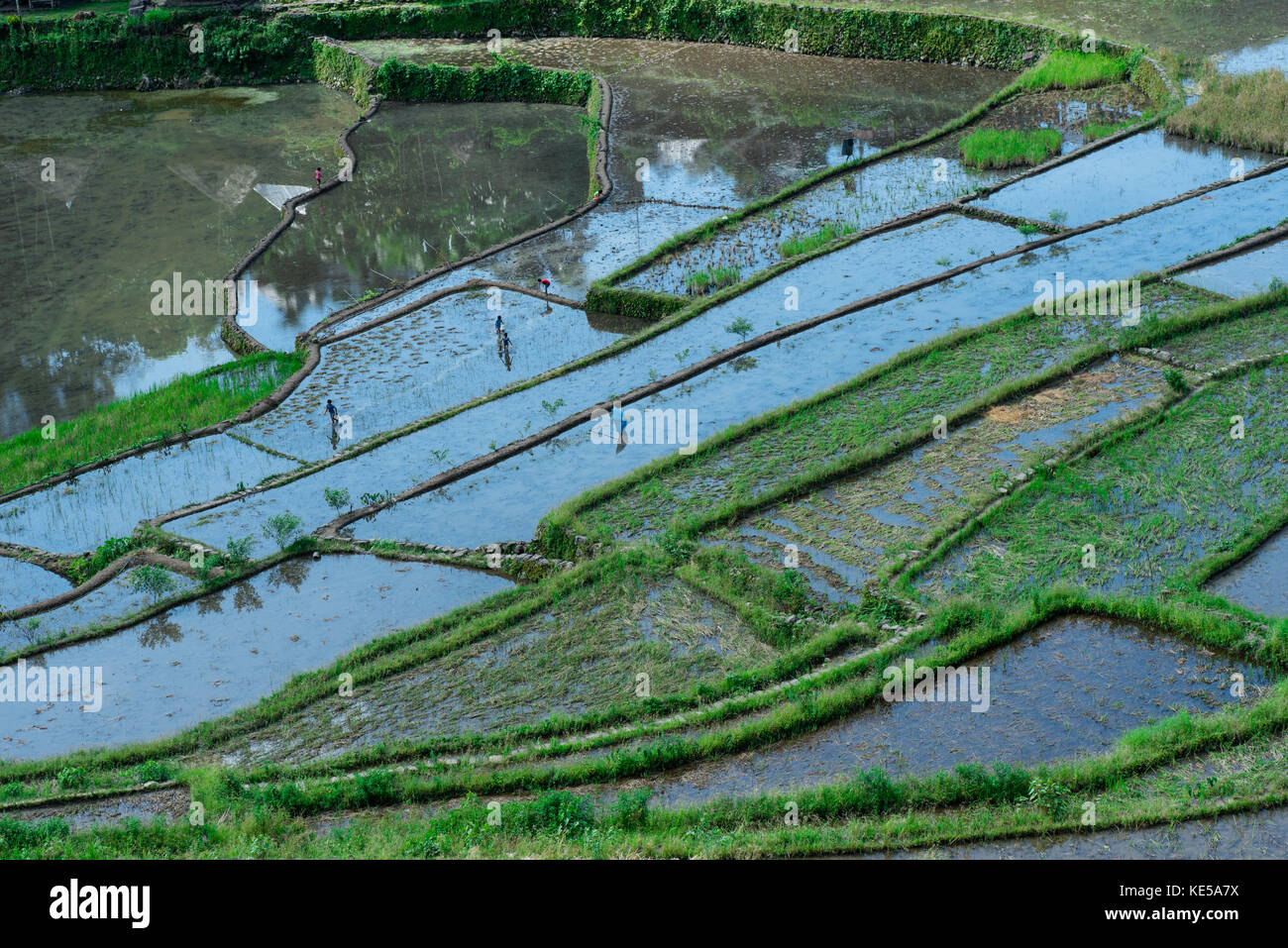 Batad Rice terraces, Banaue, Ifugao, Philippines Stock Photo - Alamy