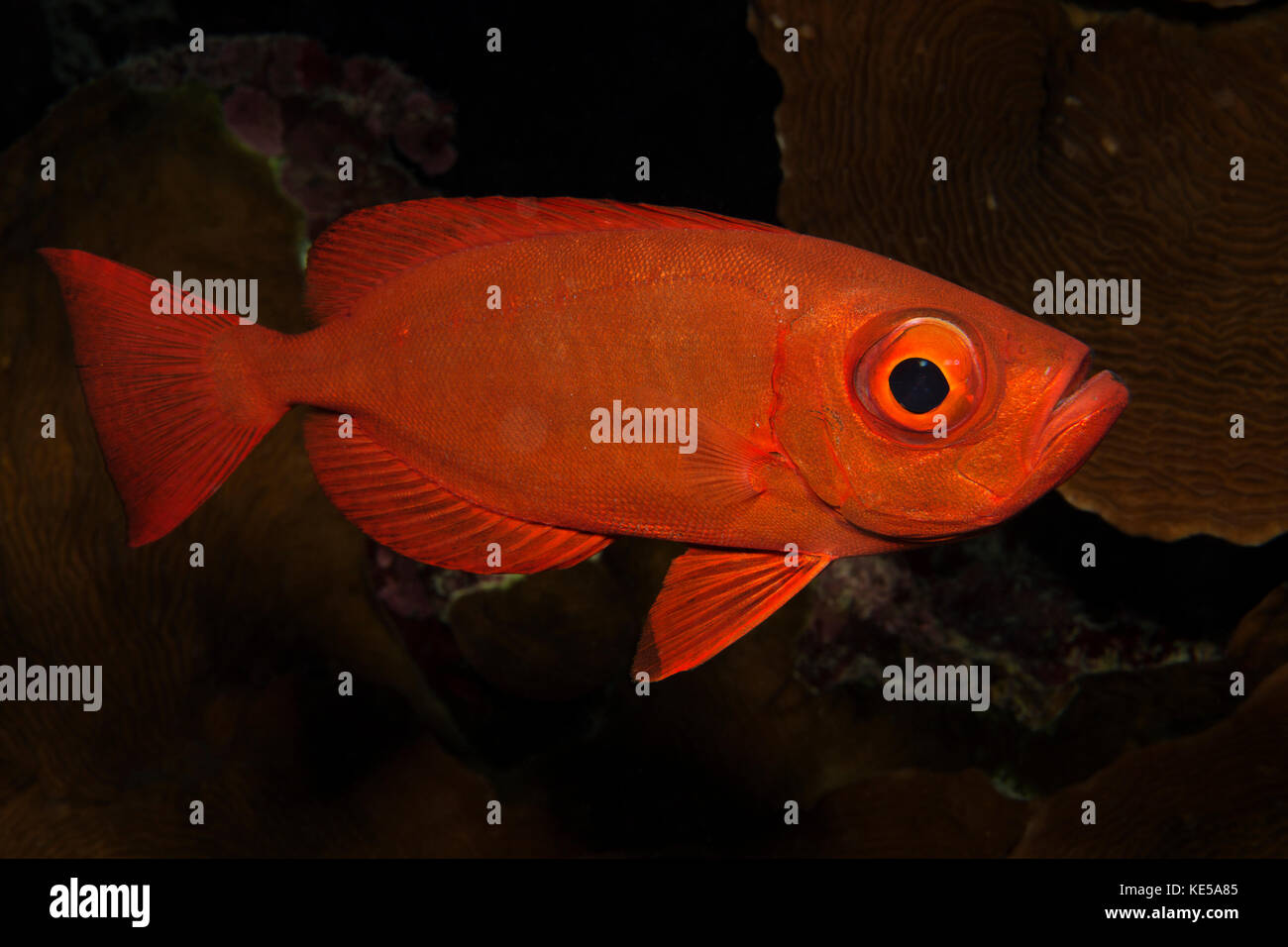 Lunartail Bigeye, Priacanthus hamrur, Marsa Alam, Red Sea, Egypt Stock ...