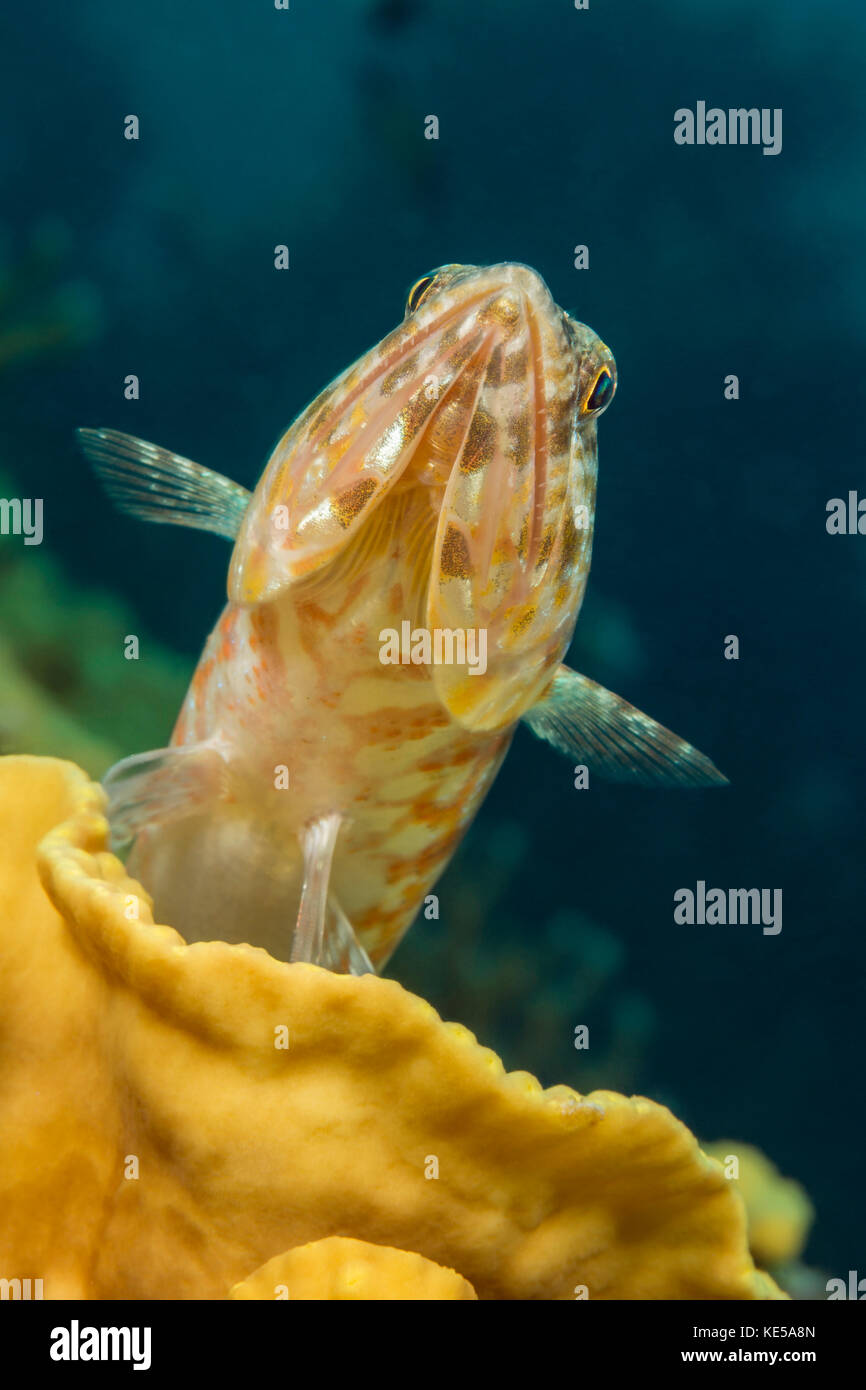 Variegated Lizardfish, Synodus variegatus, Marsa Alam, Red Sea, Egypt ...