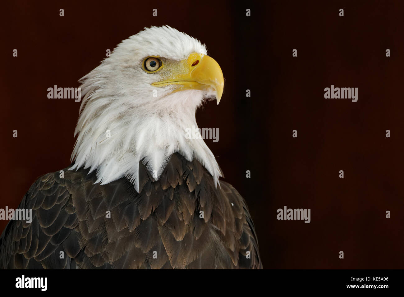 Bald eagle headshot hi-res stock photography and images - Alamy