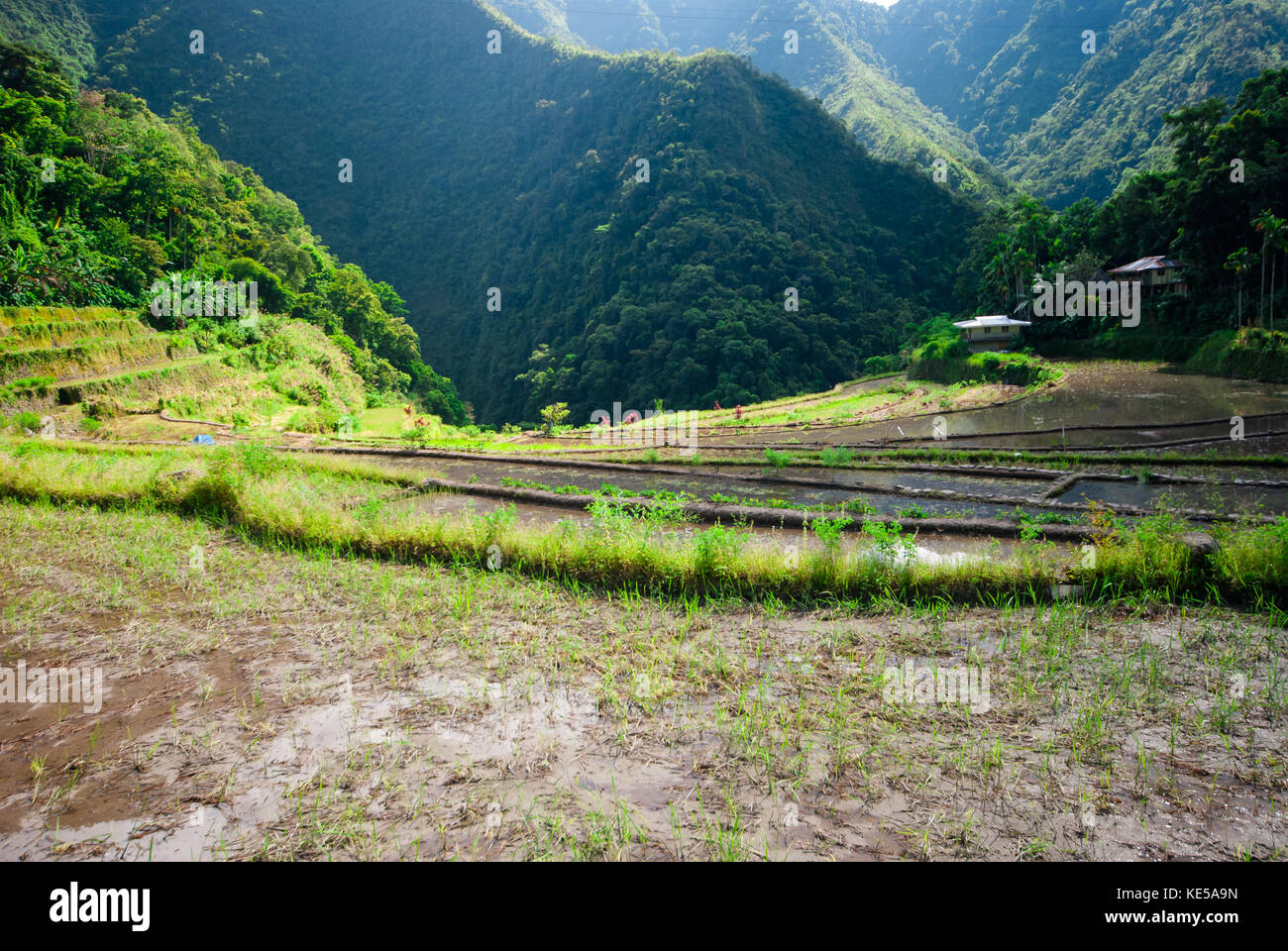 Batad Rice terraces, Banaue, Ifugao, Philippines Stock Photo - Alamy