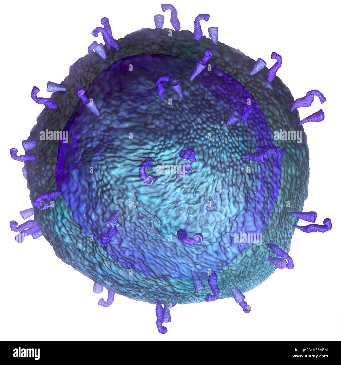 3D model of a T-cell, a key component of the immune system Stock Photo ...