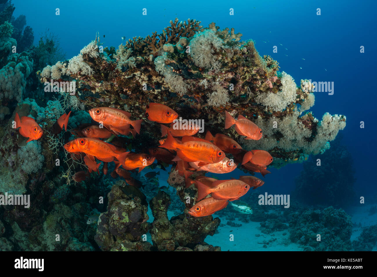 Shoal of Lunartail Bigeye, Priacanthus hamrur, Marsa Alam, Red Sea ...