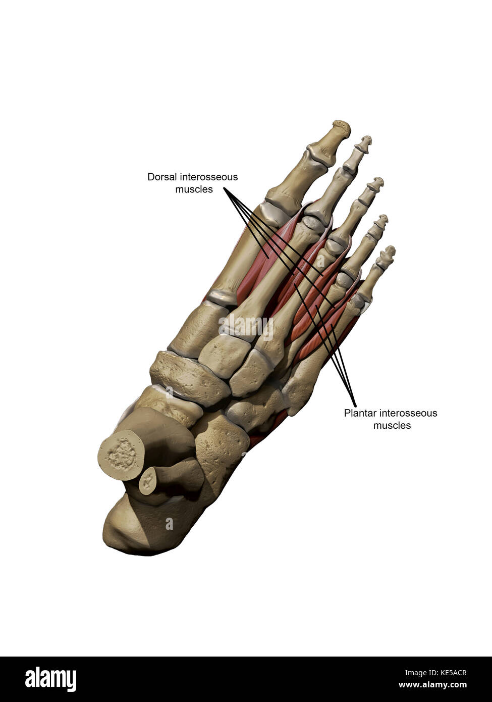 Plantar interosseous muscles hi-res stock photography and images - Alamy