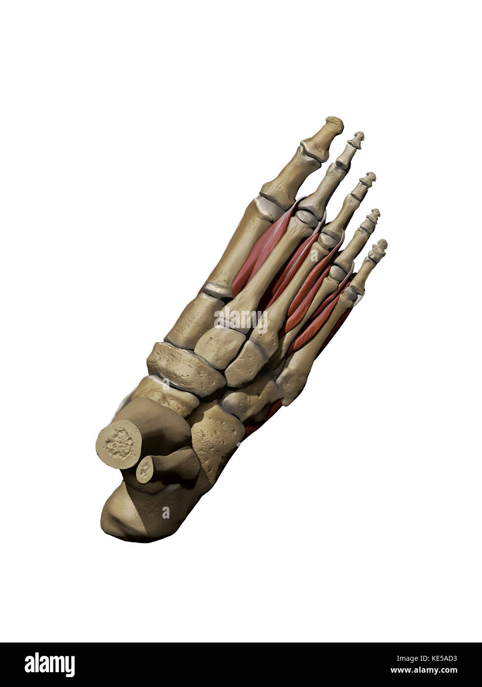 Dorsal Interossei Foot
