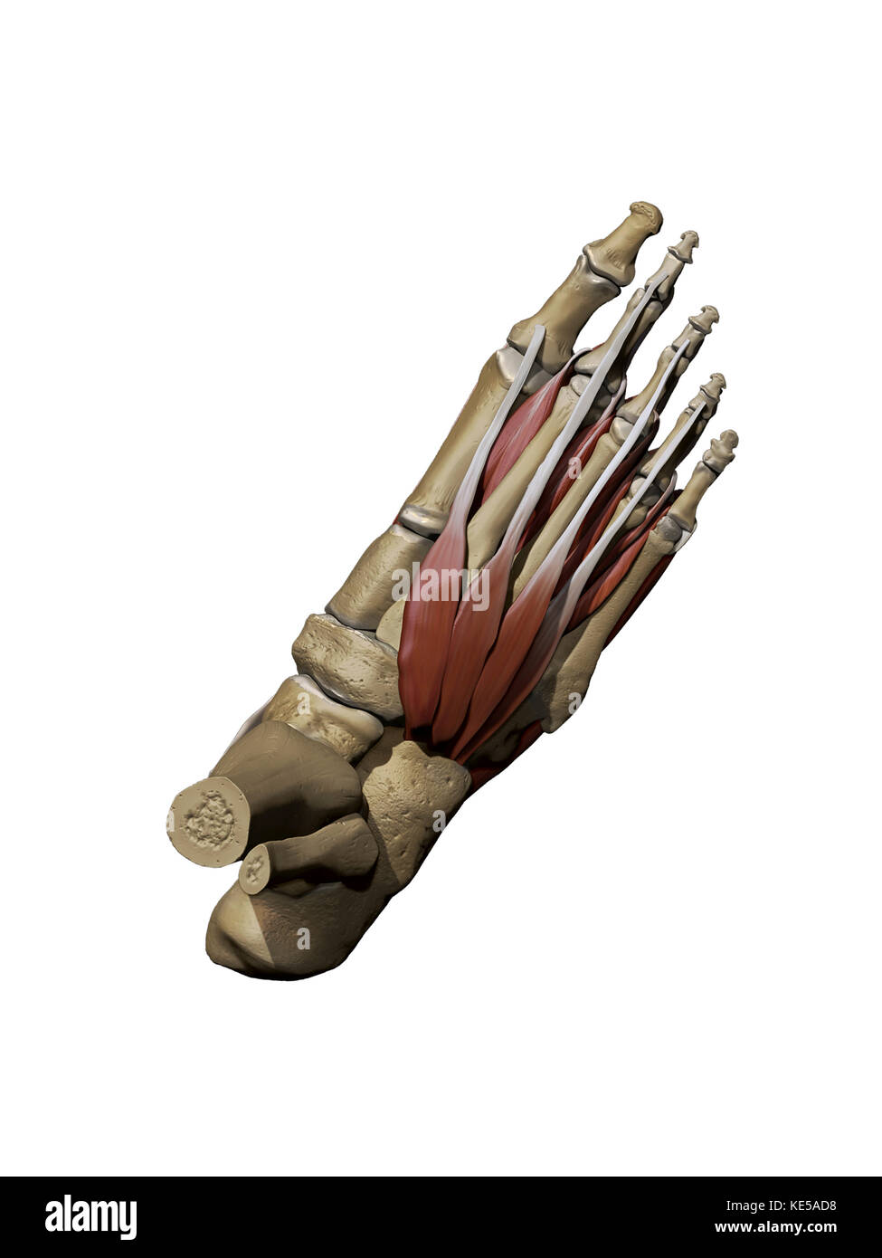 Extensor Digitorum Brevis Cadaver