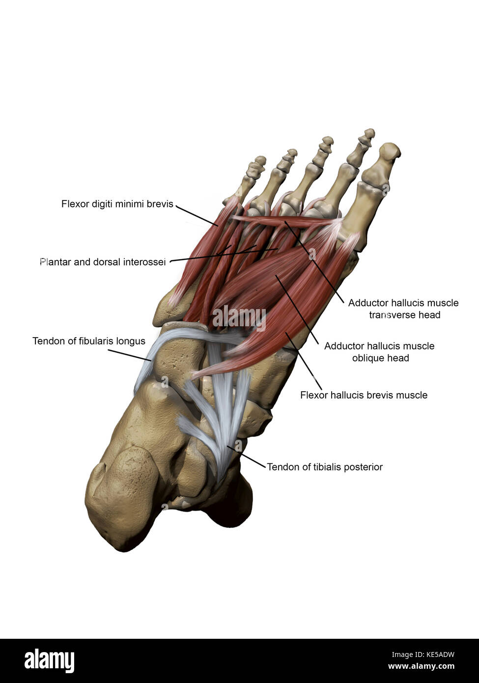 Flexor Hallucis Longus Insertion