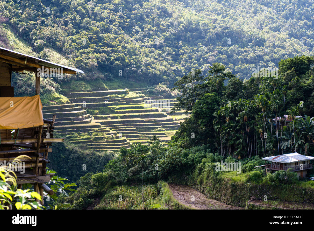 Batad Rice terraces, Banaue, Ifugao, Philippines Stock Photo - Alamy