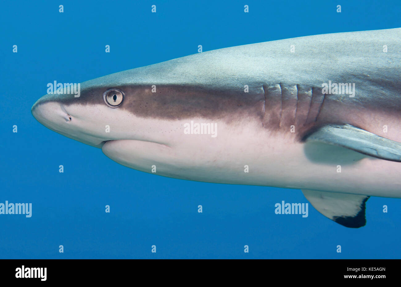 Micronesia yap people hi-res stock photography and images - Alamy