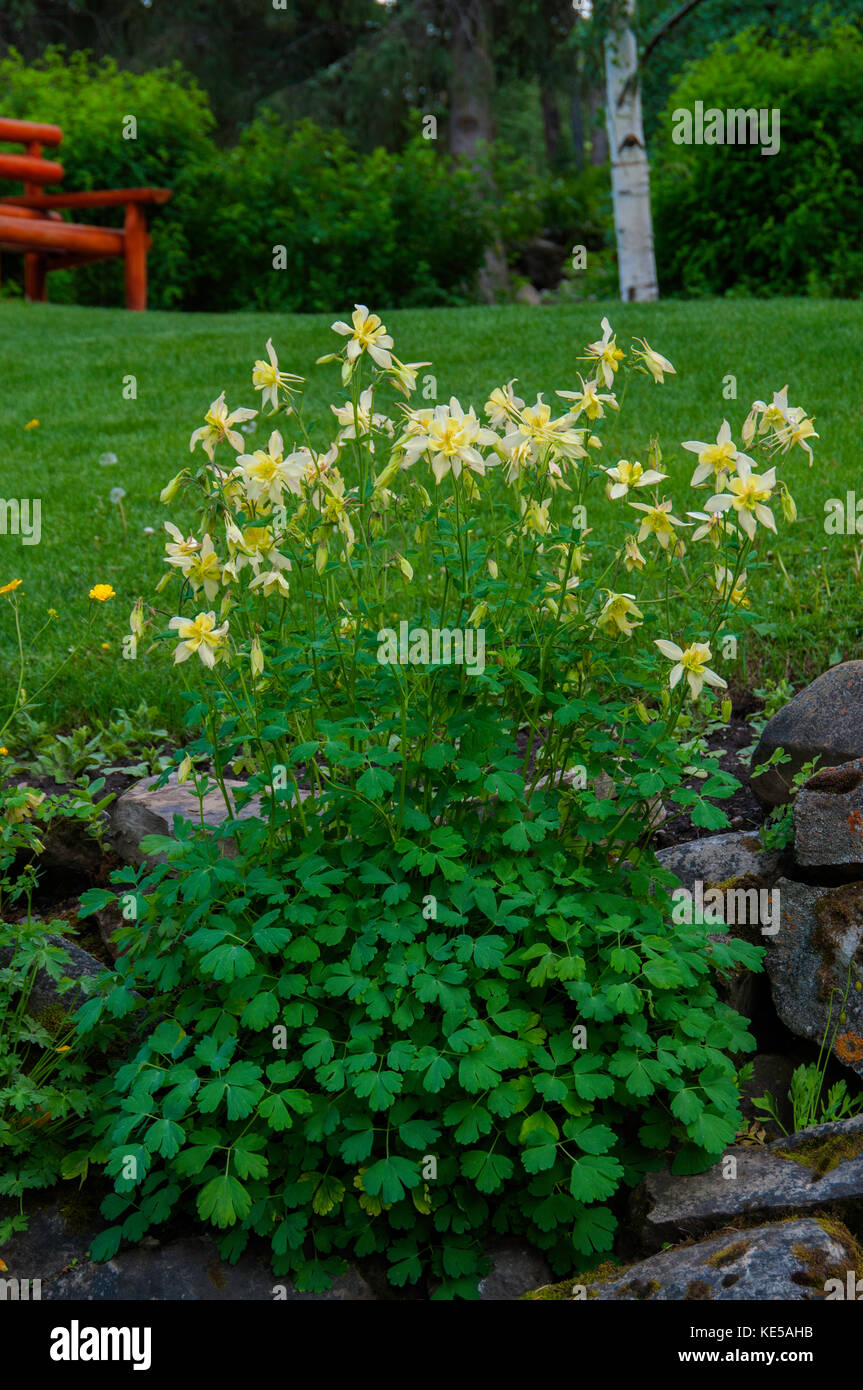 Aquilegia columbine cream yellow hi-res stock photography and images ...