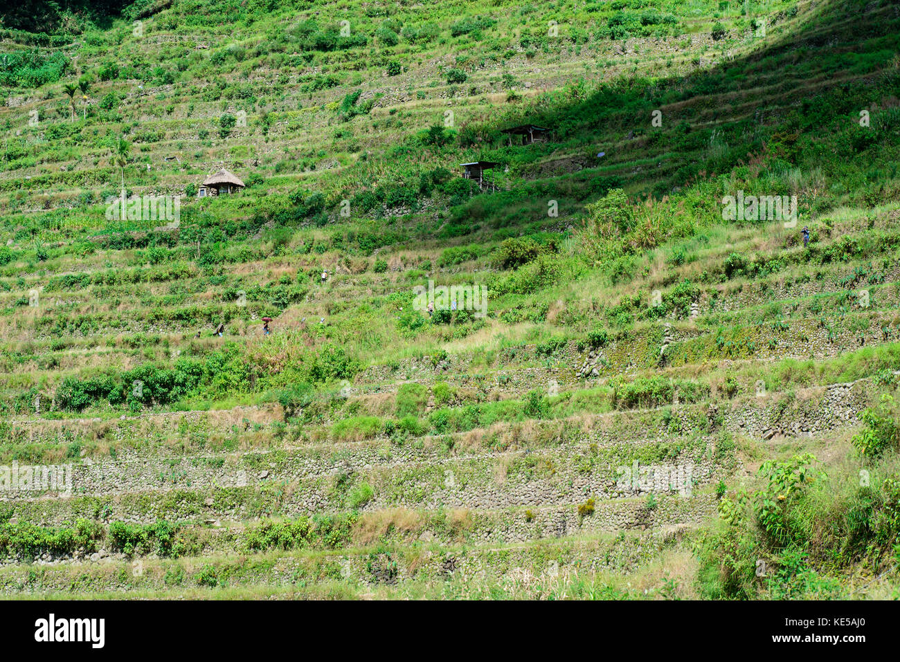 Batad Rice terraces, Banaue, Ifugao, Philippines Stock Photo - Alamy