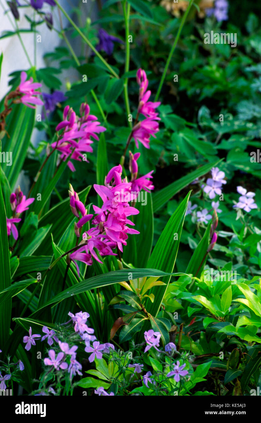 Bletilla hi-res stock photography and images - Alamy