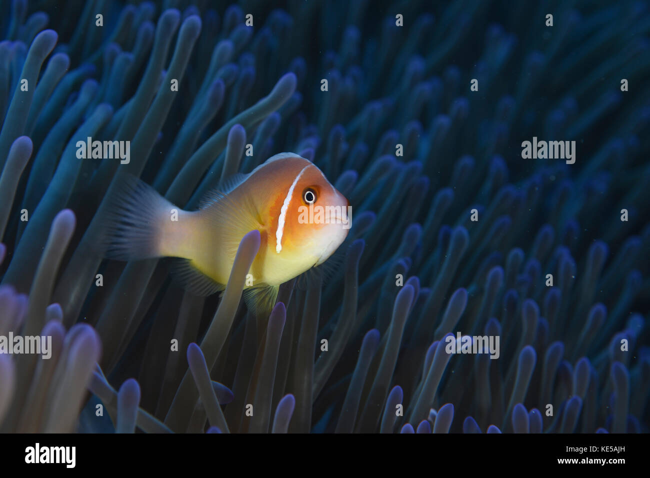 Pink anemonefish, Yap, Micronesia Stock Photo - Alamy