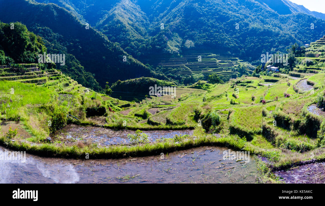 Batad Rice terraces, Banaue, Ifugao, Philippines Stock Photo - Alamy