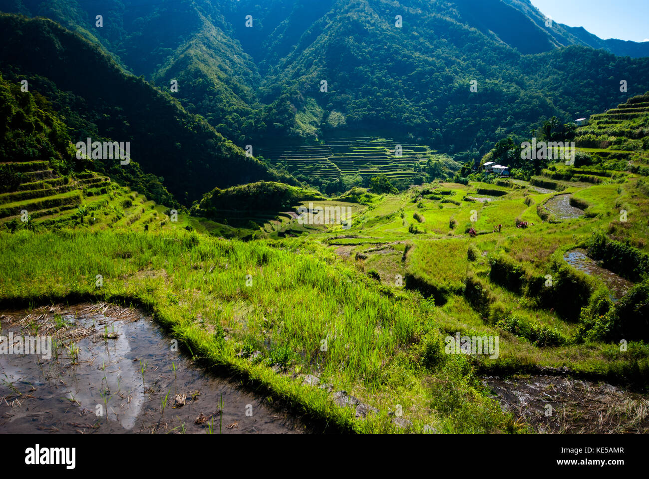 Batad Rice terraces, Banaue, Ifugao, Philippines Stock Photo - Alamy
