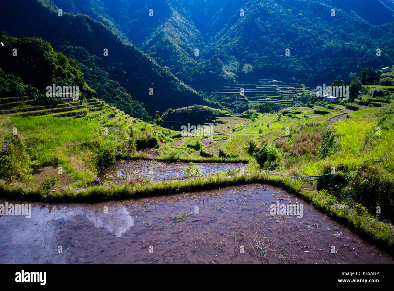 Batad Rice terraces, Banaue, Ifugao, Philippines Stock Photo - Alamy
