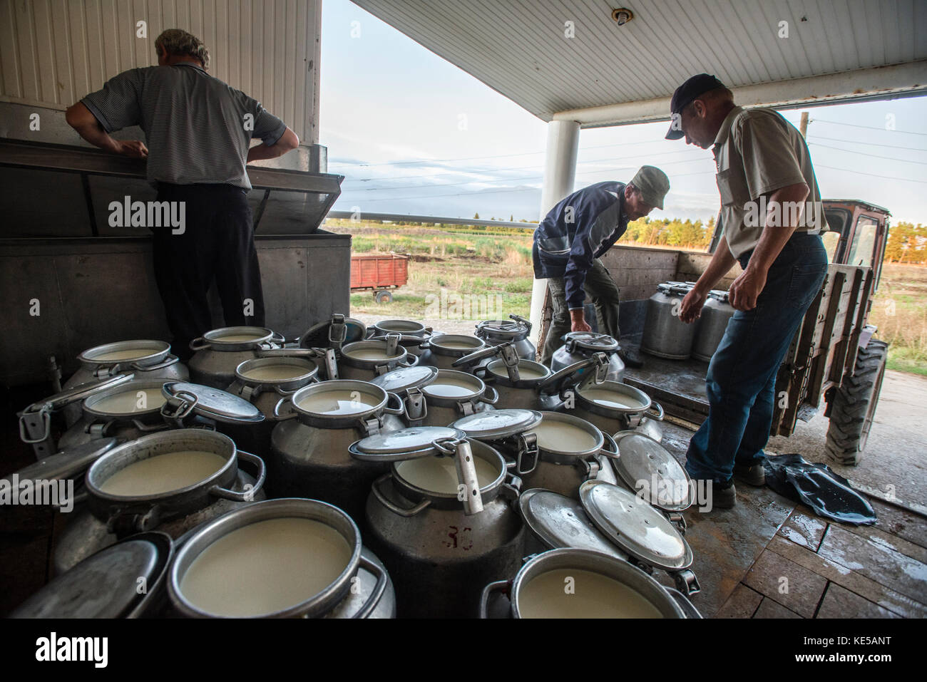 Workers of dairy factory collect milk samples at the Nikitin Kolkhoz at ...