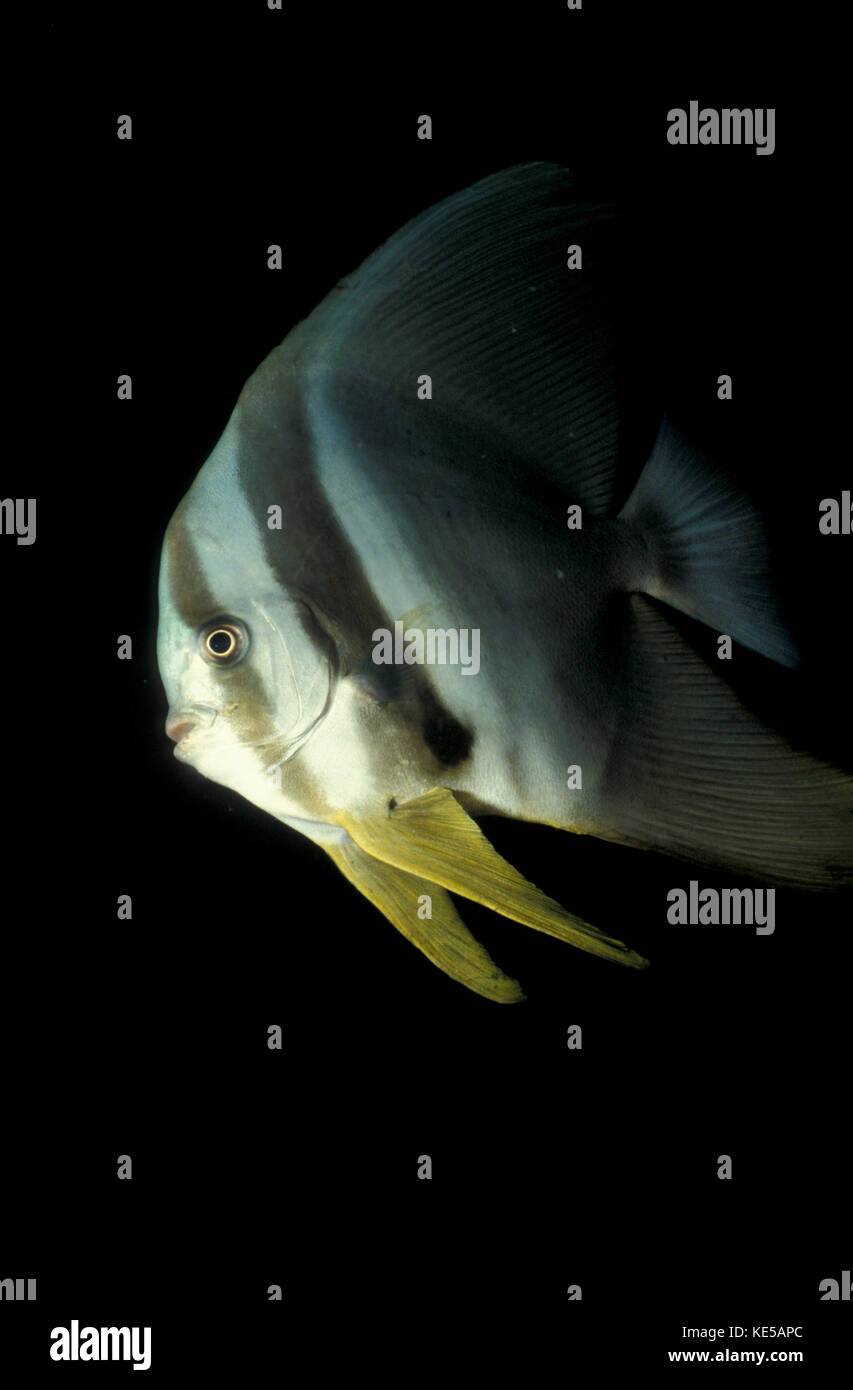 Longfin spadefish, South Ari Atoll, Maldives Stock Photo - Alamy