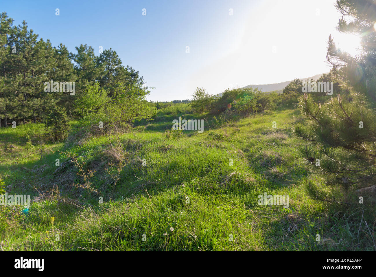 Summer landscape with sun light Stock Photo - Alamy