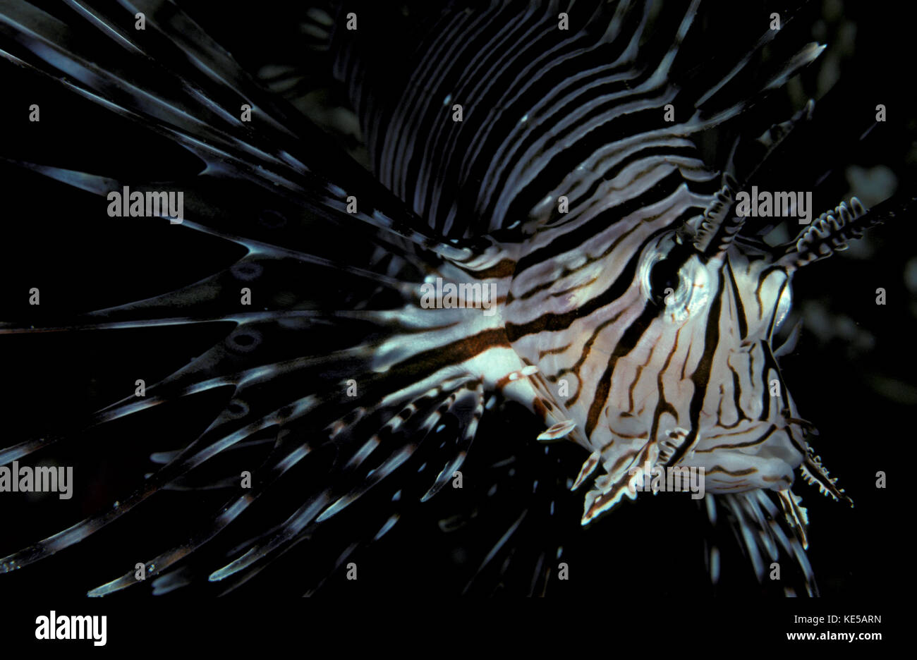 Front view of an Indian lionfish (Pterois miles), South Ari Atoll ...