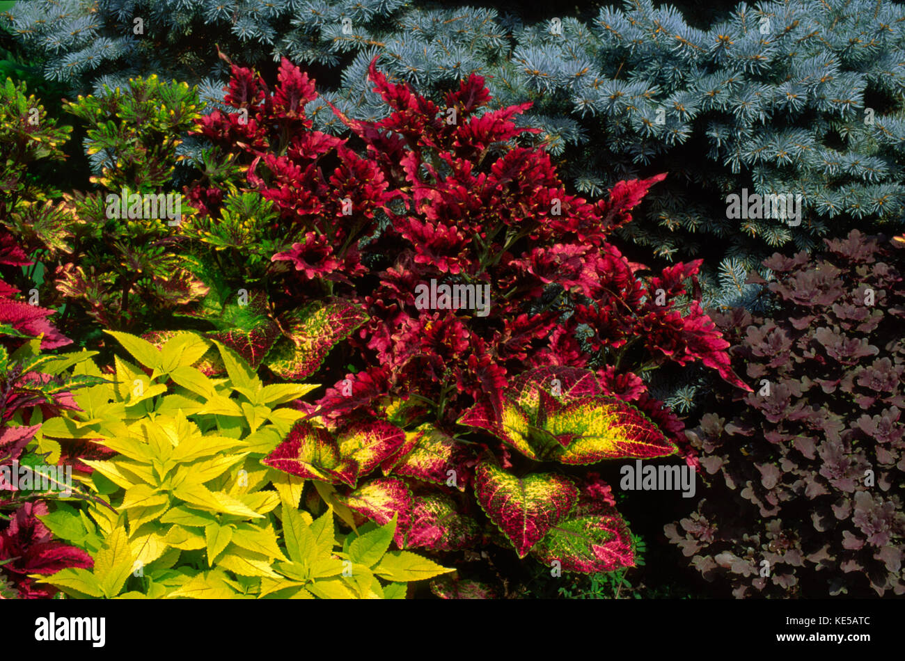 Coleus shade garden hi-res stock photography and images - Alamy