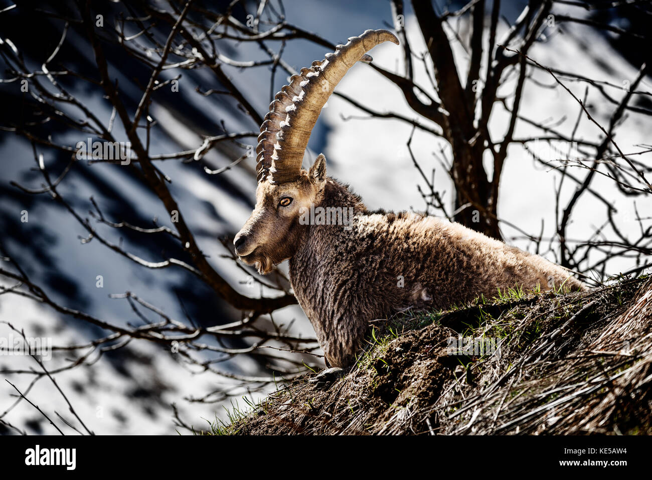 Alpine horned mammal named steinbock or capra ibex in mountain Stock ...