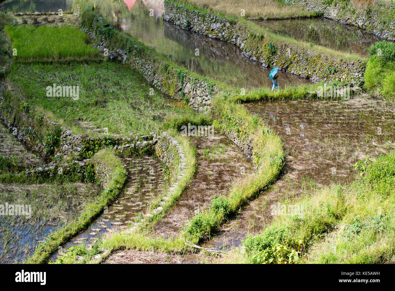 Batad Rice terraces, Banaue, Ifugao, Philippines Stock Photo - Alamy