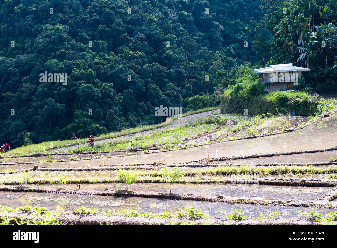 Batad Rice terraces, Banaue, Ifugao, Philippines Stock Photo - Alamy