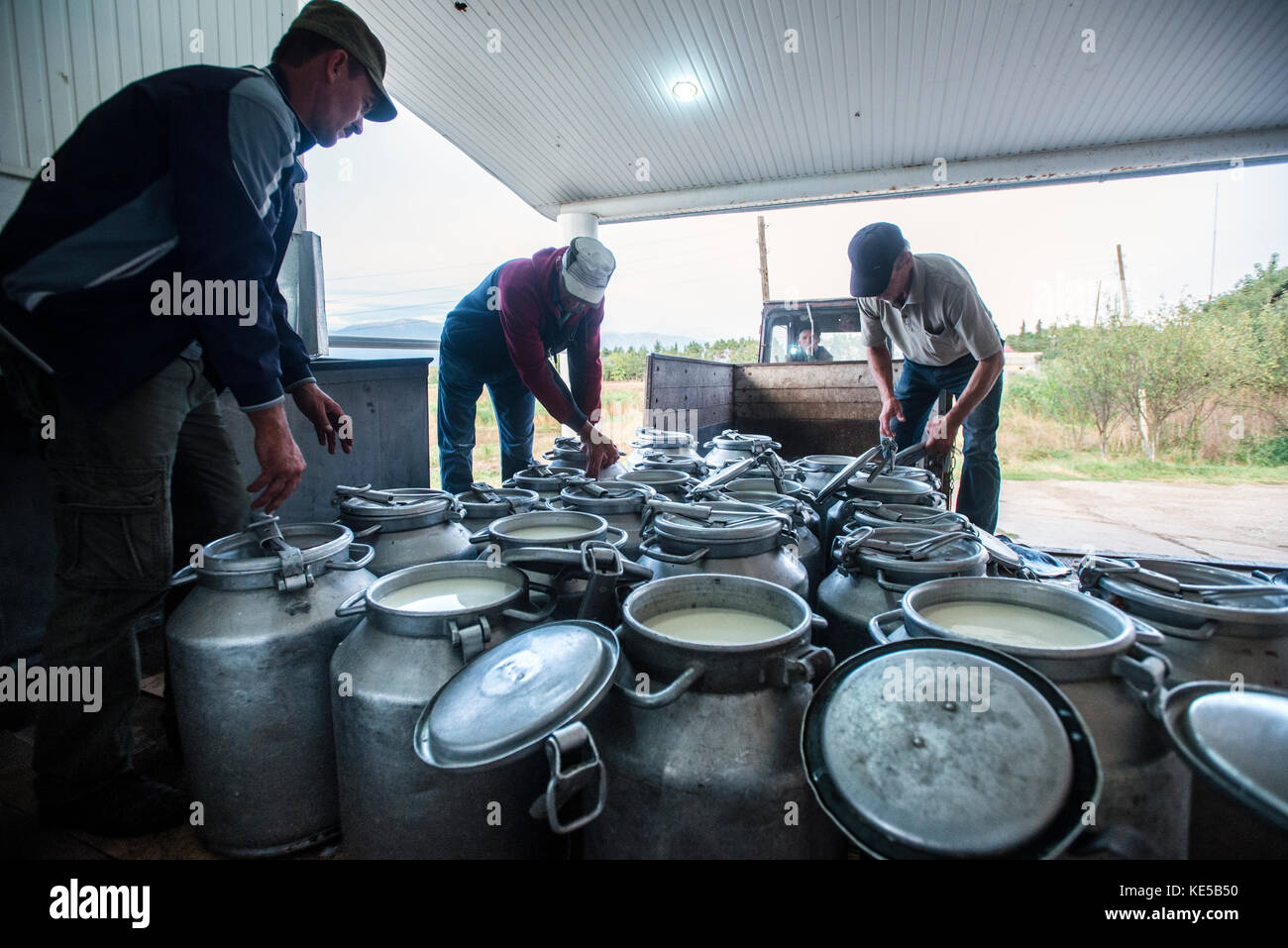 Workers of dairy factory collect milk samples at the Nikitin Kolkhoz at ...