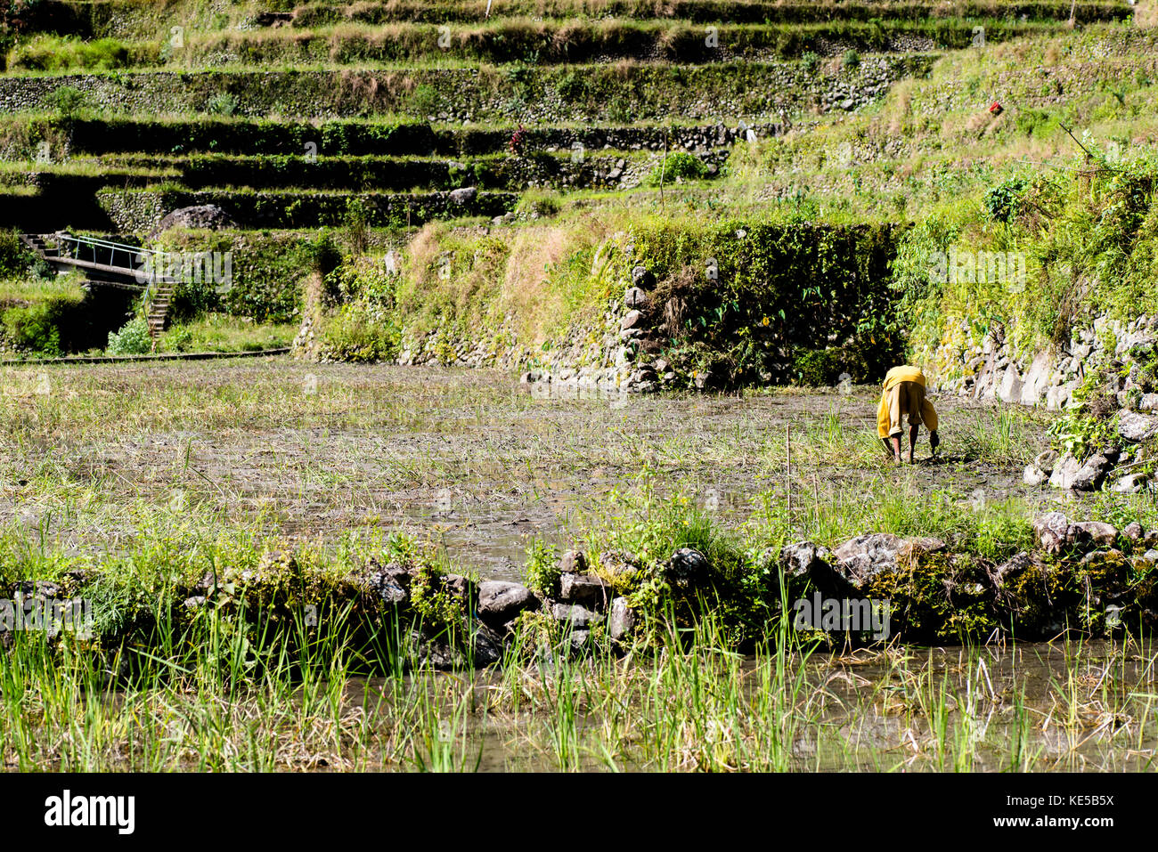 Batad Rice terraces, Banaue, Ifugao, Philippines Stock Photo - Alamy