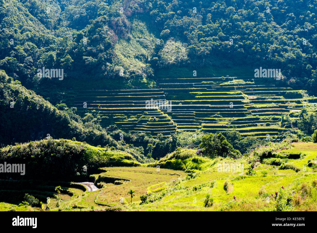 Batad Rice terraces, Banaue, Ifugao, Philippines Stock Photo - Alamy