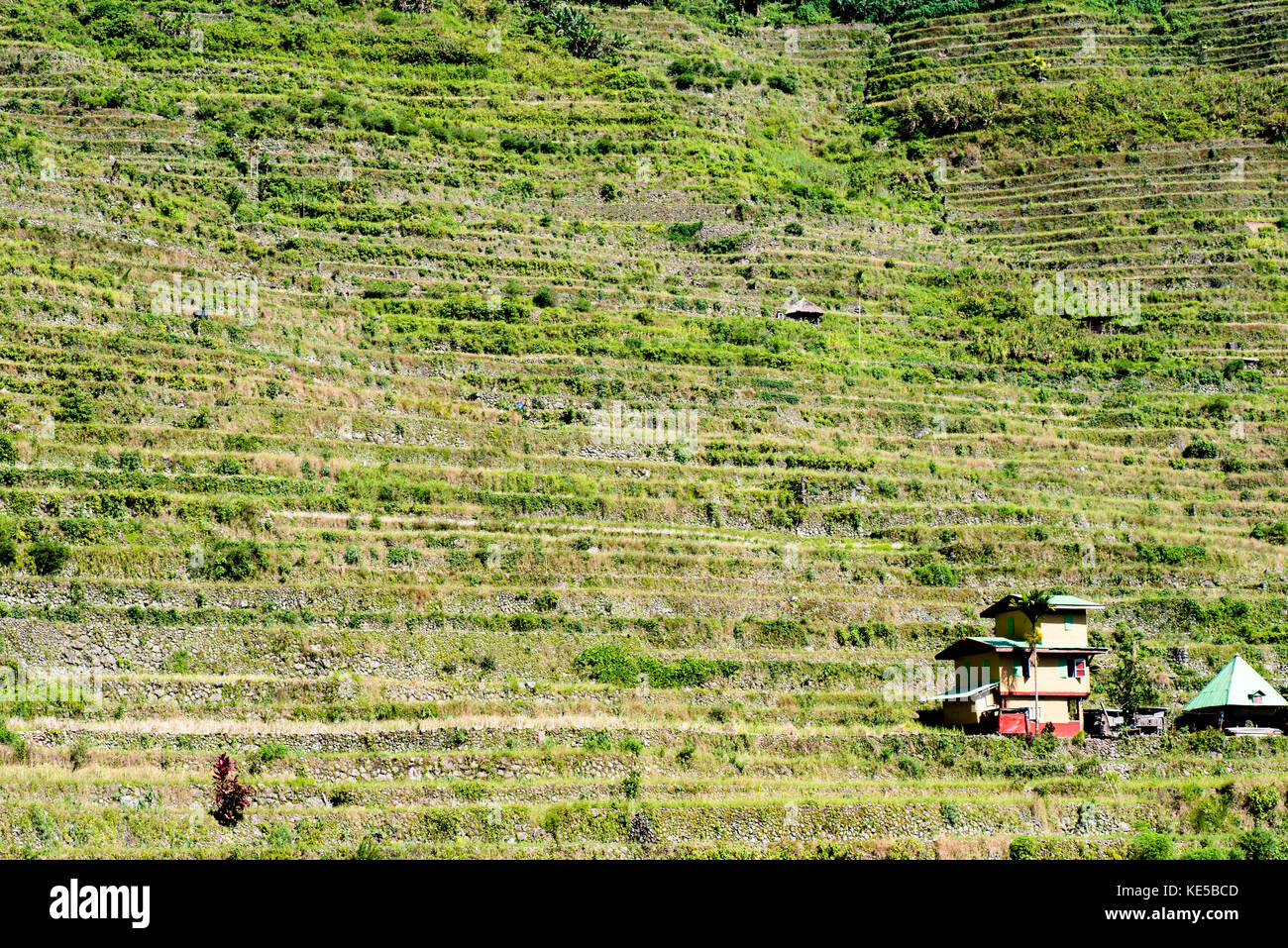Batad Rice terraces, Banaue, Ifugao, Philippines Stock Photo - Alamy