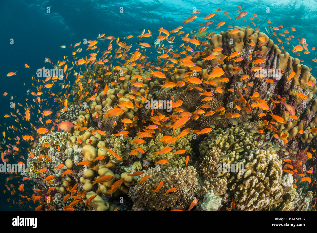 Lyretail Anthias over Coral Reef, Pseudanthias squamipinnis, Fury Shoal, Red Sea, Egypt Stock ...
