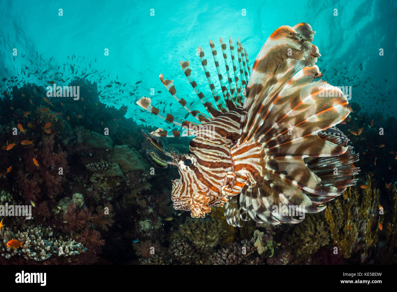 Common Lionfish, Pterois miles, Fury Shoal, Red Sea, Egypt Stock Photo ...