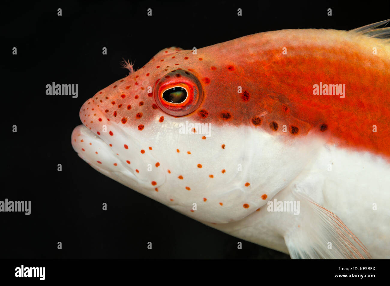 Blackside Hawkfish High Resolution Stock Photography and Images - Alamy