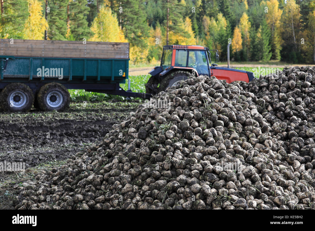 A heap of sugar beet and farm tractor on field during sugar beet ...
