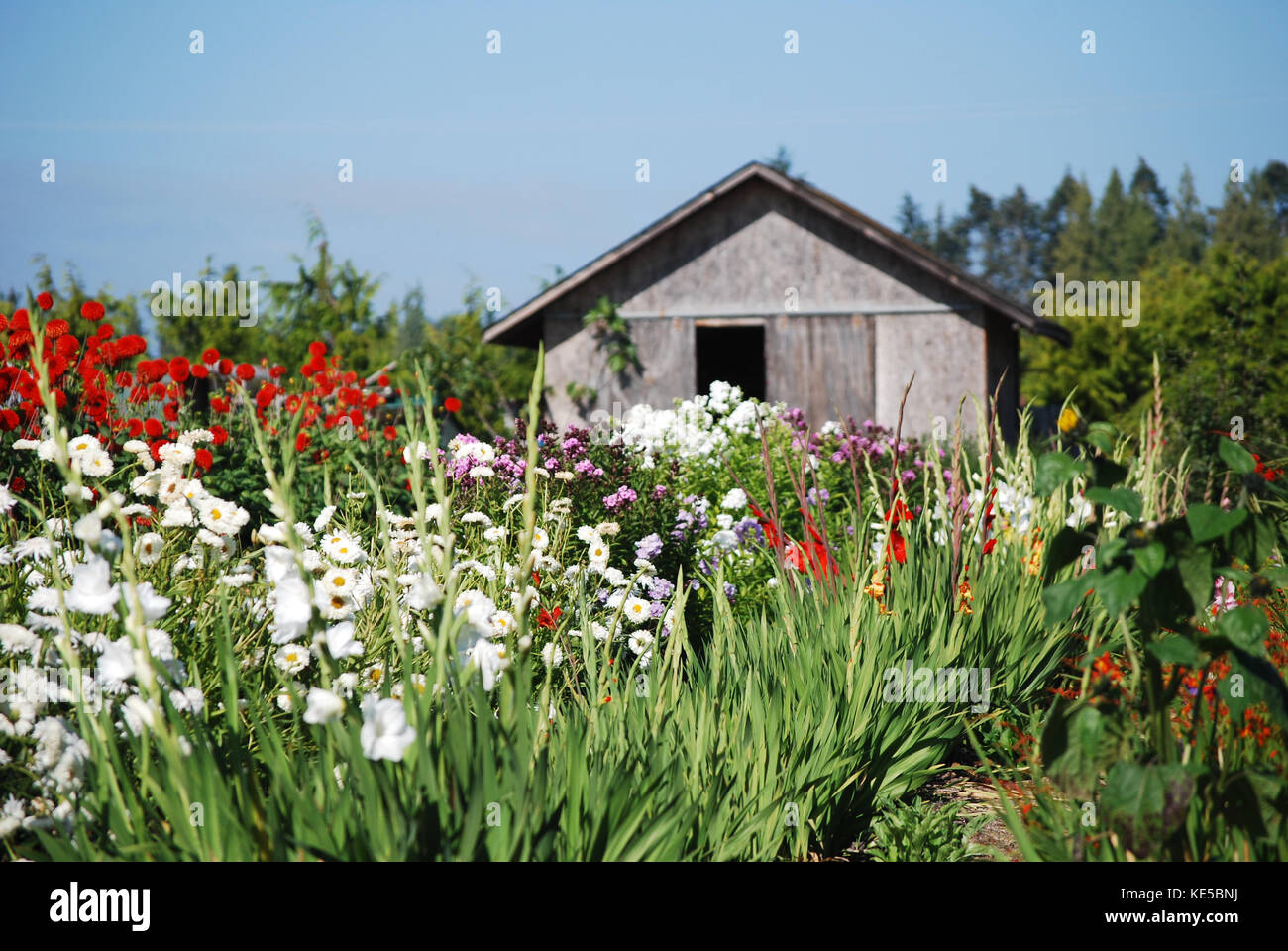 Flowers growing on a Flower Farm Stock Photo - Alamy
