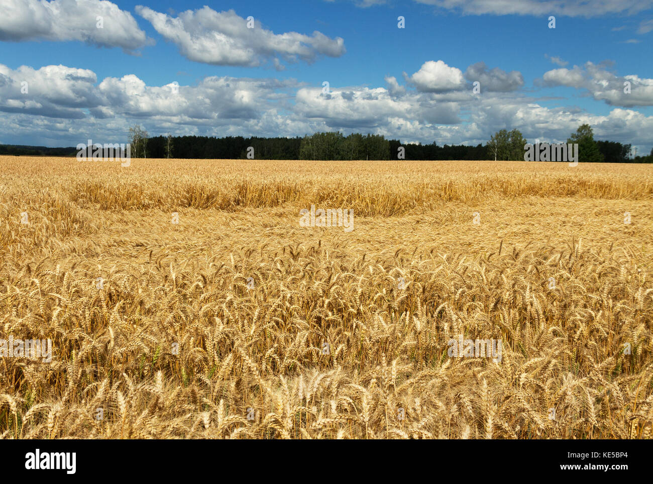 Perished wheat hi-res stock photography and images - Alamy