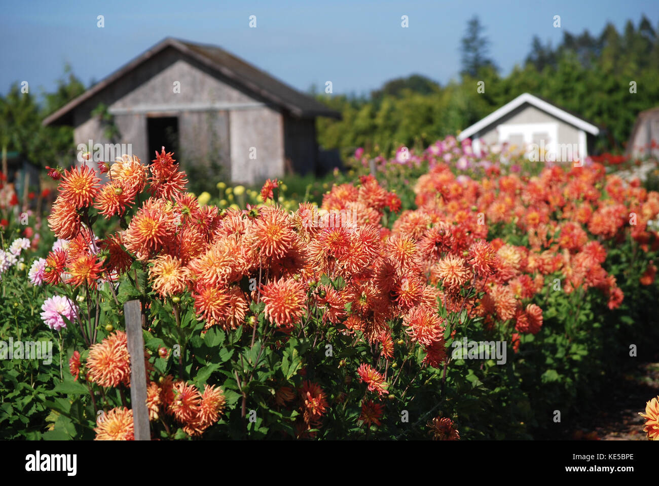 Dahlia's growing on a Flower Farm Stock Photo - Alamy