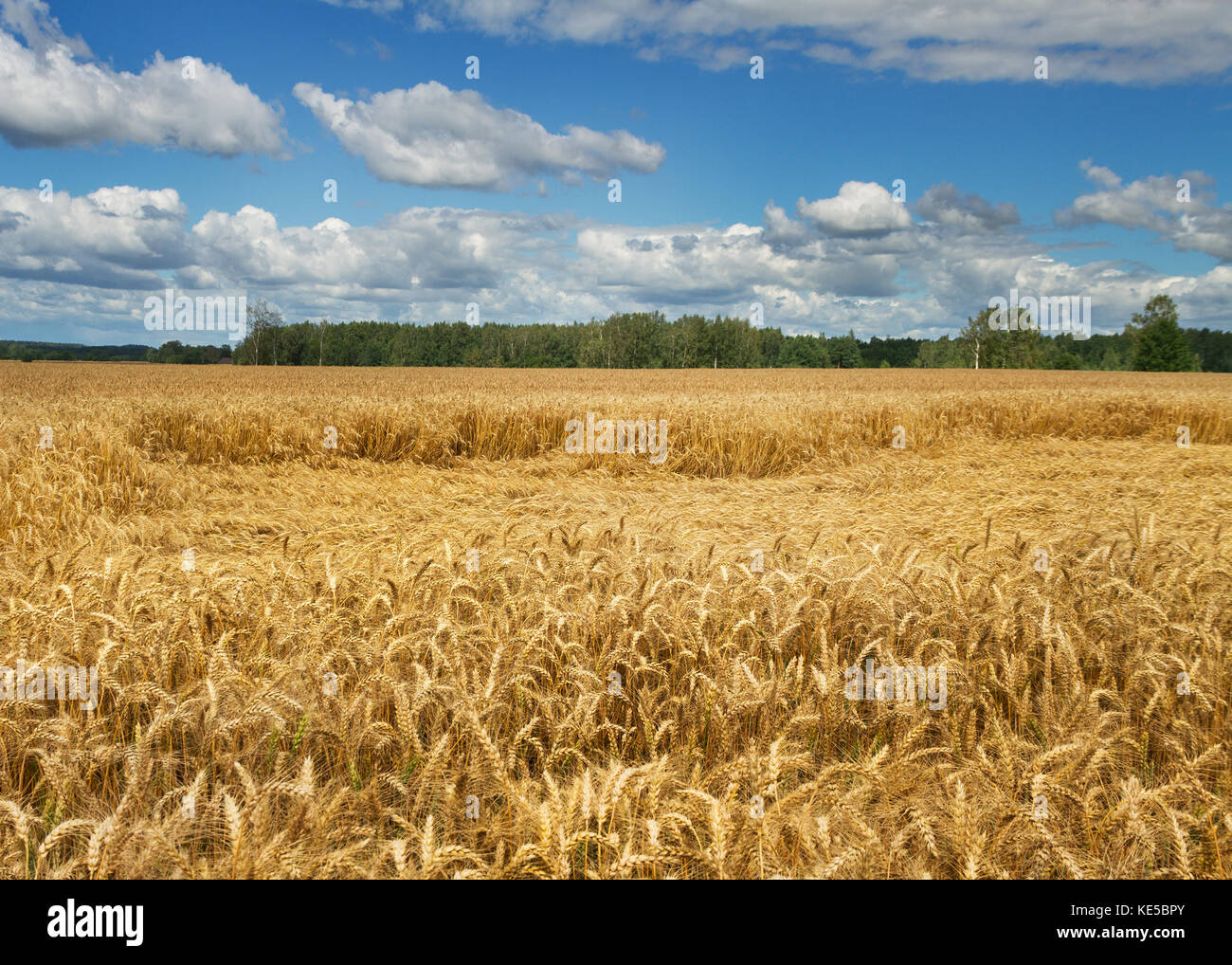 Stem lodging hi-res stock photography and images - Alamy