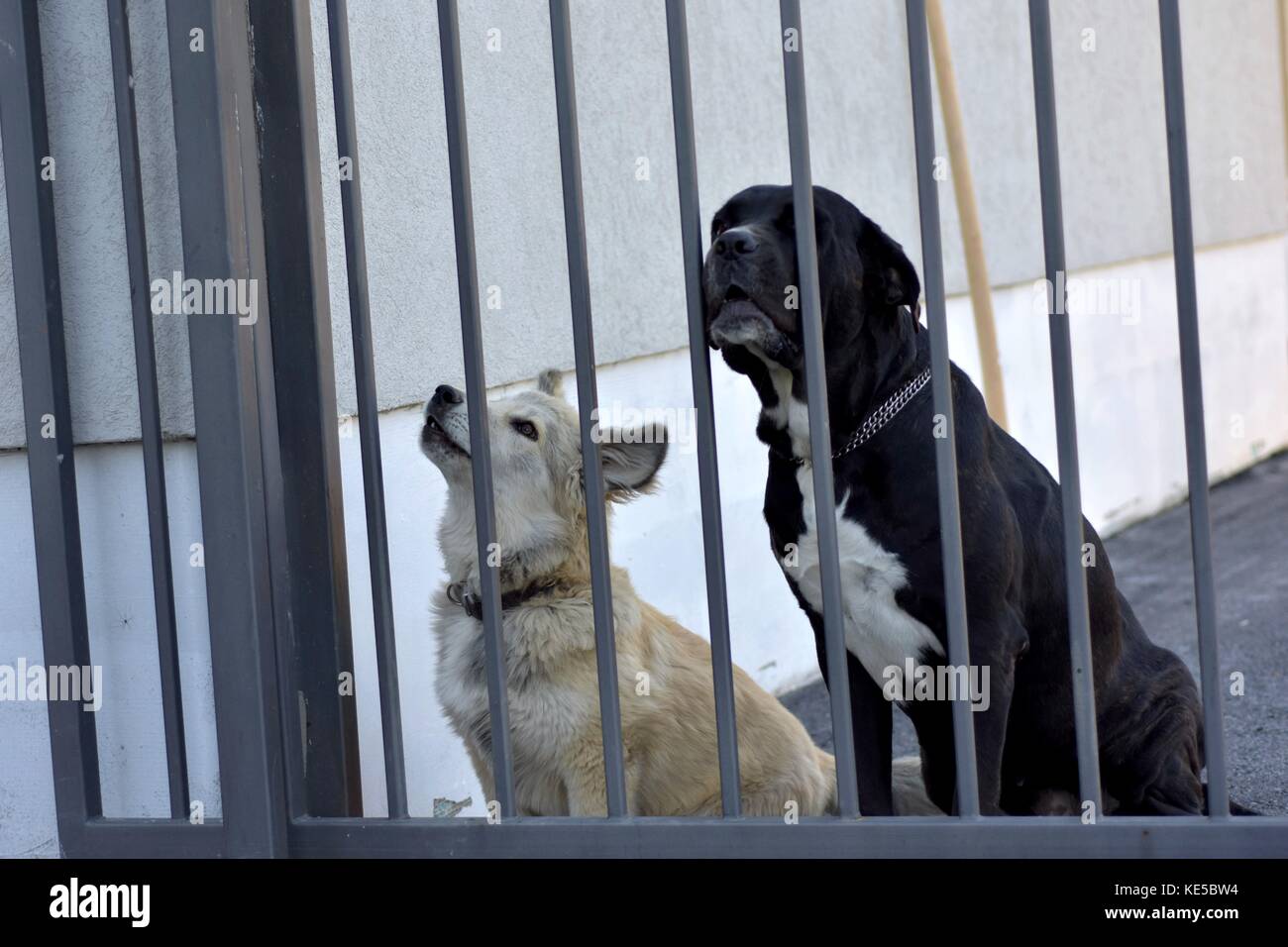 Two guard dogs behind iron gate doors Stock Photo - Alamy
