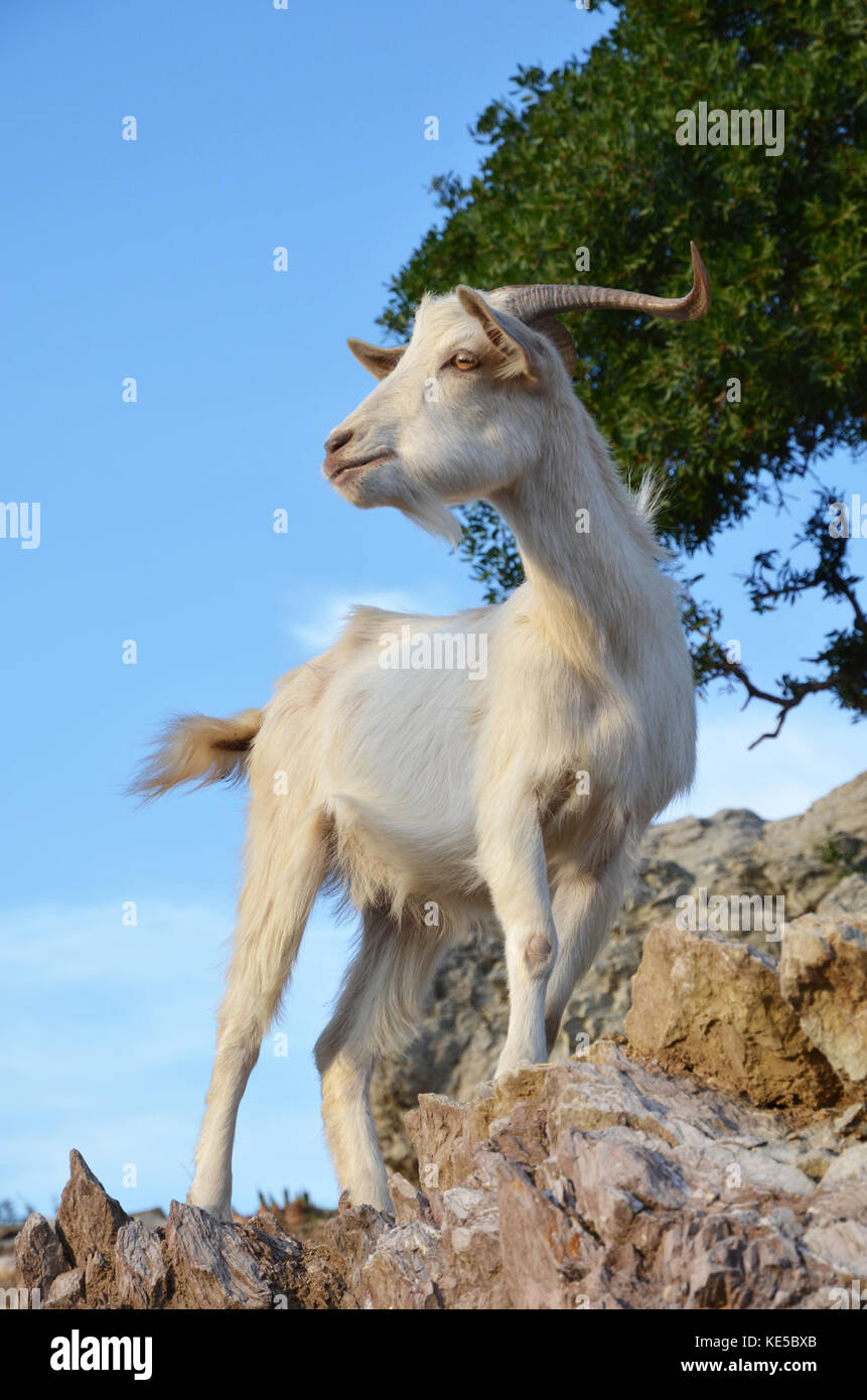 White mountain goat hi-res stock photography and images - Alamy