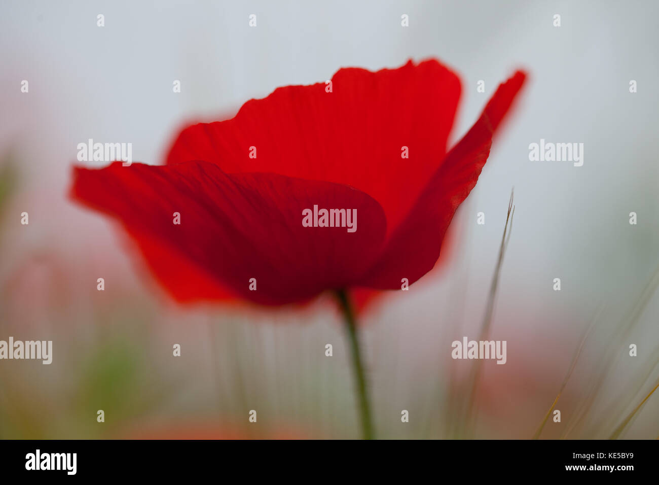 Red poppy flower Stock Photo - Alamy