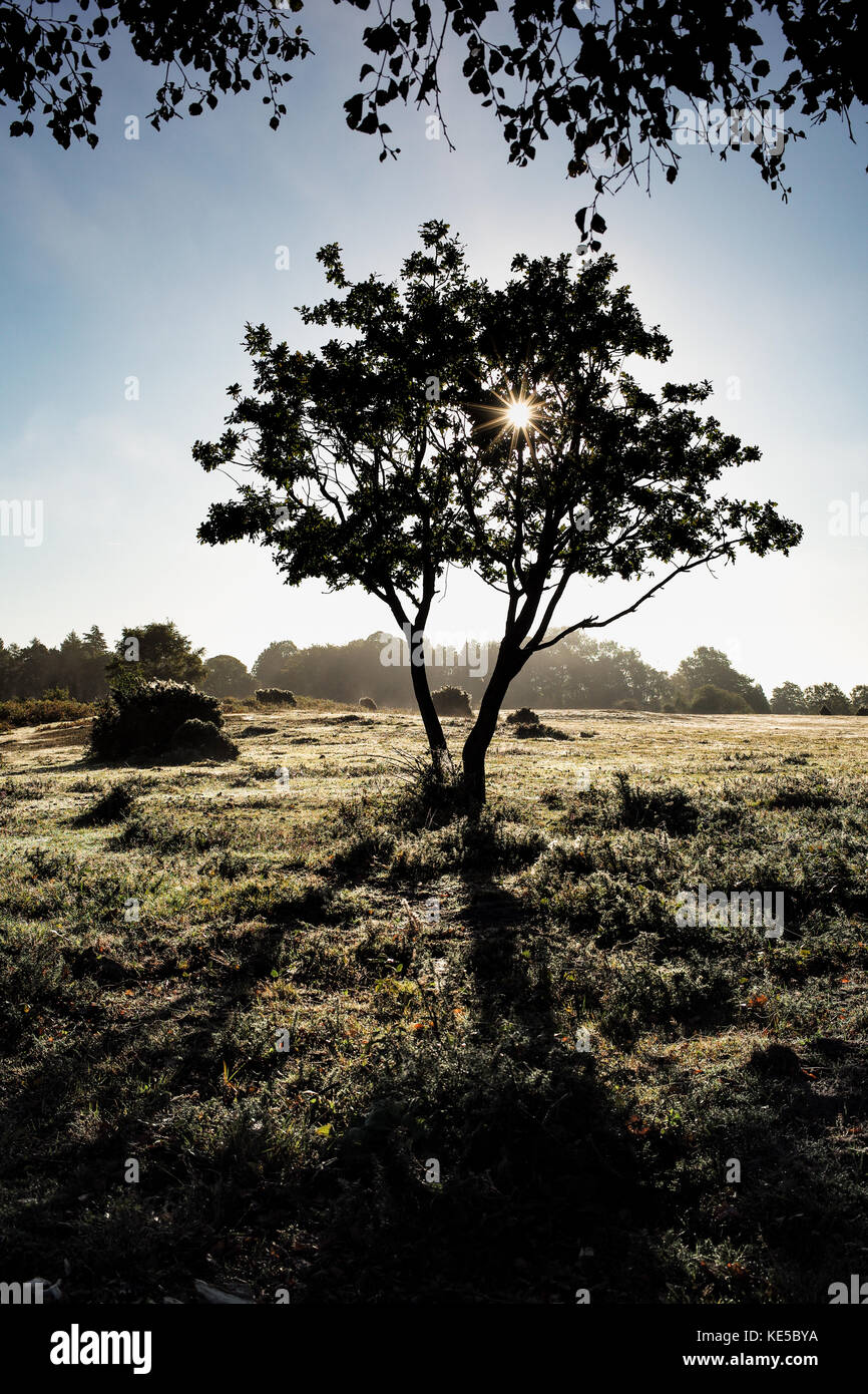 Early morning sun shines through a single tree with grass covered in ...