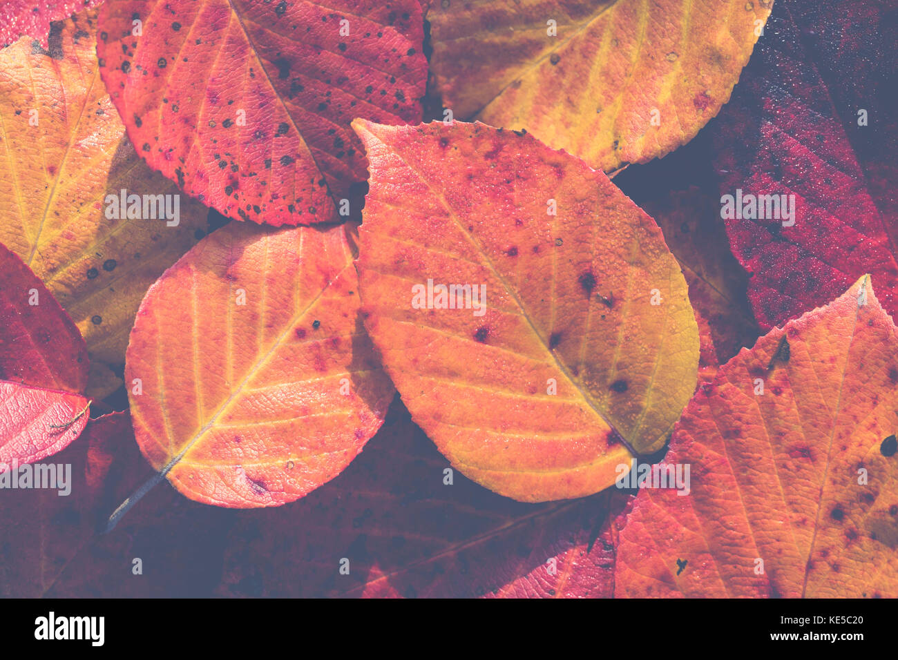Extreme closeup macro of an colorful autumn leaf with fine detail ...