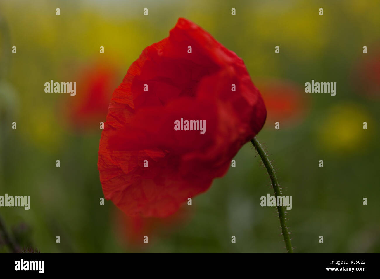 Flanders poppy first world war hi-res stock photography and images - Alamy